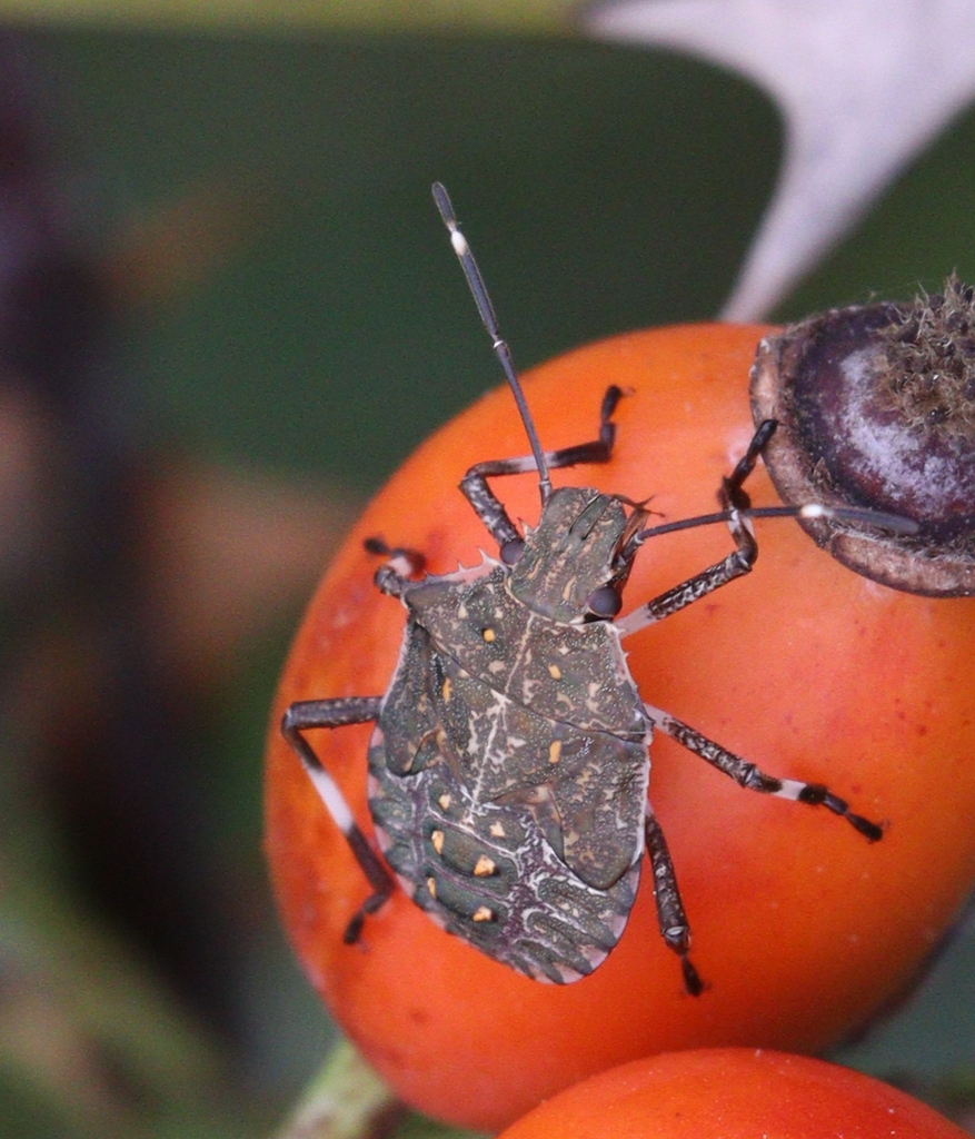 Brown Marmorated Stink Bug from 827195 Sfântu Gheorghe, Romania on ...