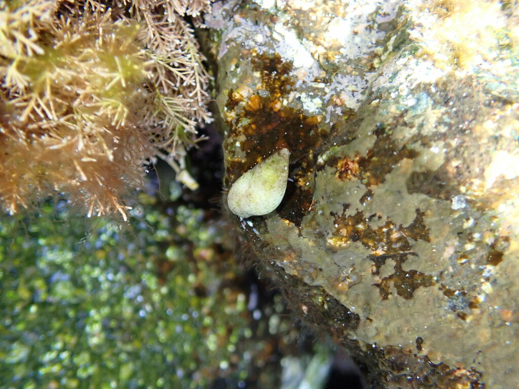 yellow-coated clusterwink from Shoal Bay NSW 2315, Australia on ...