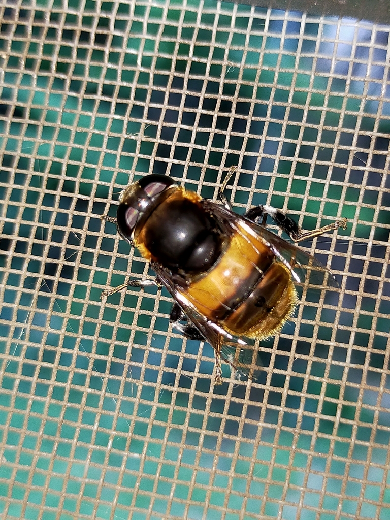 Phytomia zonata from 日本 〒231-0016 on September 6, 2024 at 04:13 PM by ...