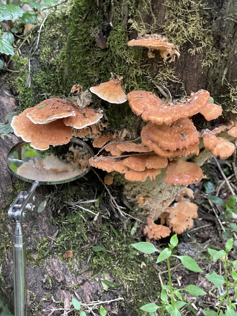 Cerrena zonata from Tarago River Forest Reserve, Neerim, VIC, AU on ...