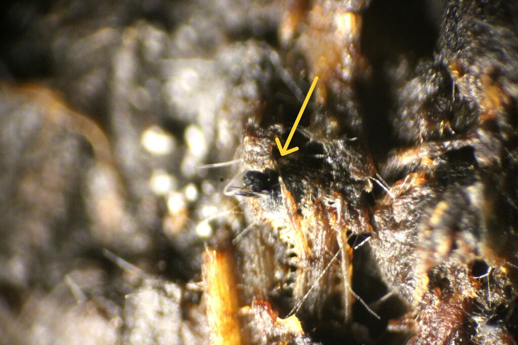 Podospora anserina from Mount White NSW 2250, Australia on September 4 ...
