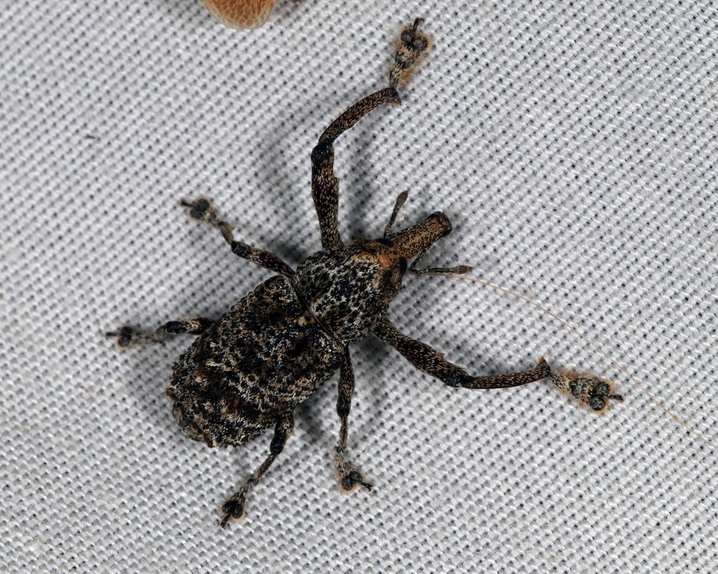 Elephant Weevil from Flinders Ranges, Unincorp. Flinders Ranges, AU-SA ...