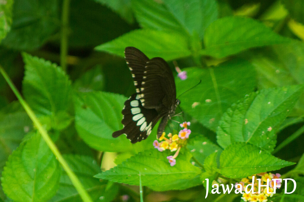 Common Mormon Swallowtail from Hafizabad, Punjab, Pakistan on September ...