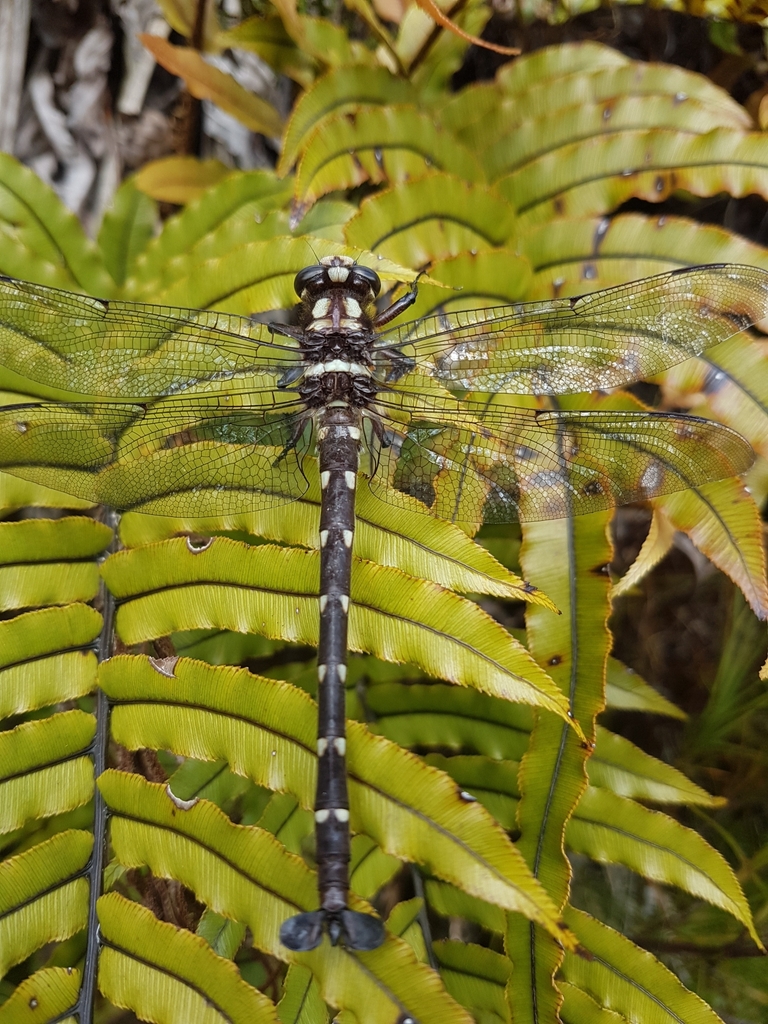 Carové's Giant Dragonfly from 7073, New Zealand on December 24, 2017 at ...