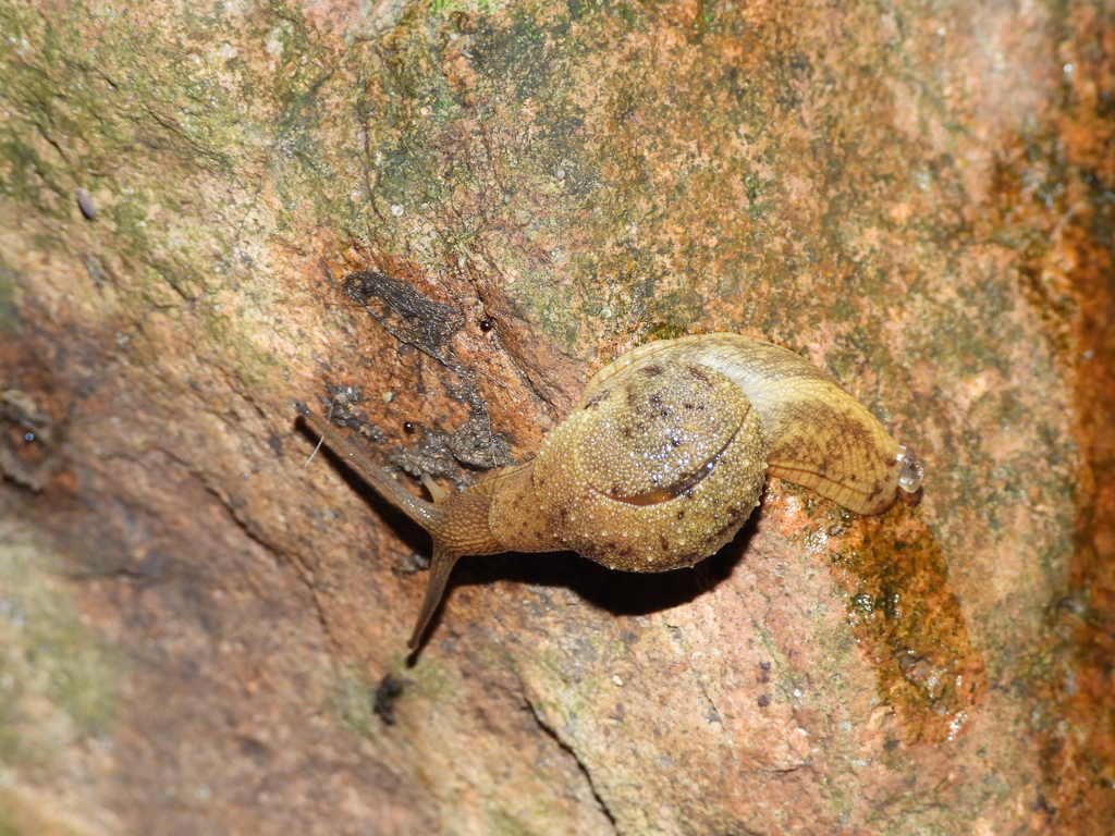 Arboreal Snail from Jin'An, Fuzhou, Fujian, China on August 23, 2024 at ...