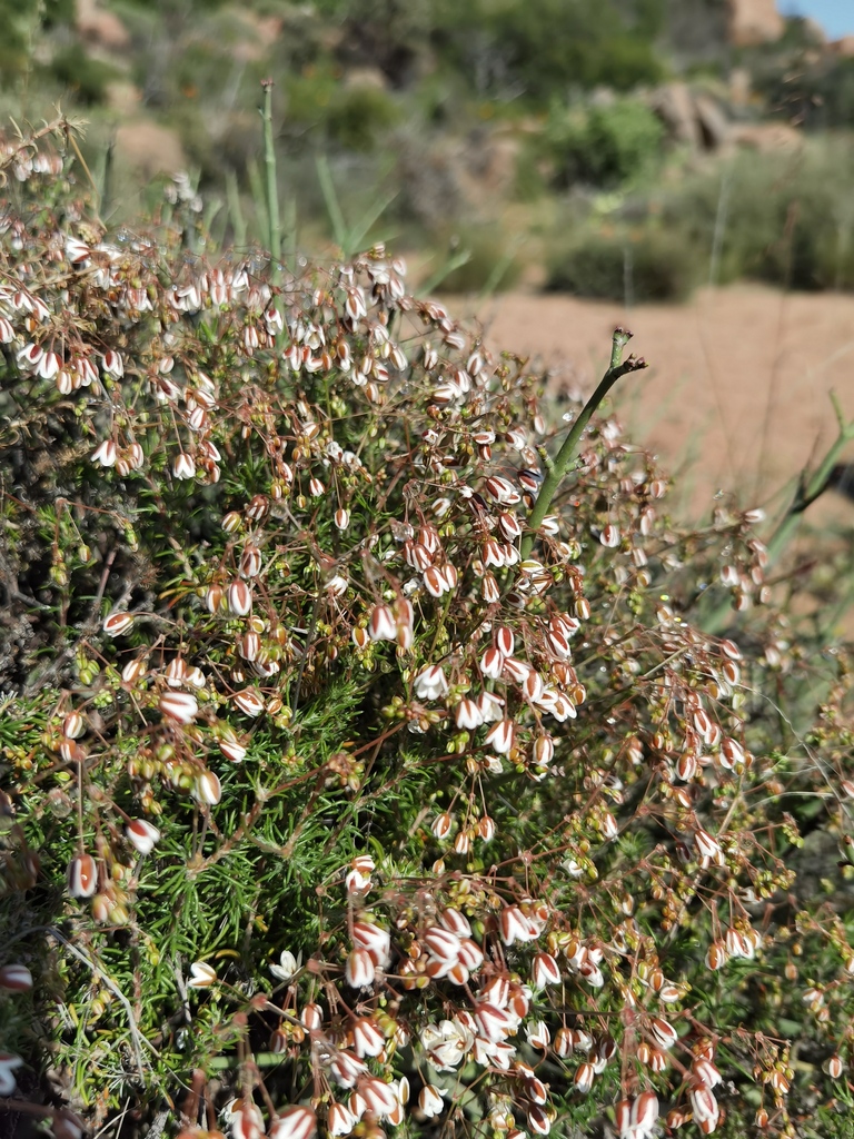 Tall Spookasem from Namakwa District Municipality, South Africa on ...