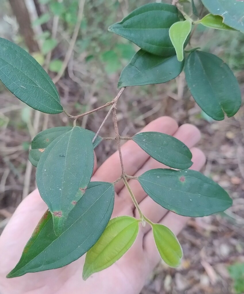 scrub turpentine in September 2024 by R.M. 2-3m small tree. Looked in a ...