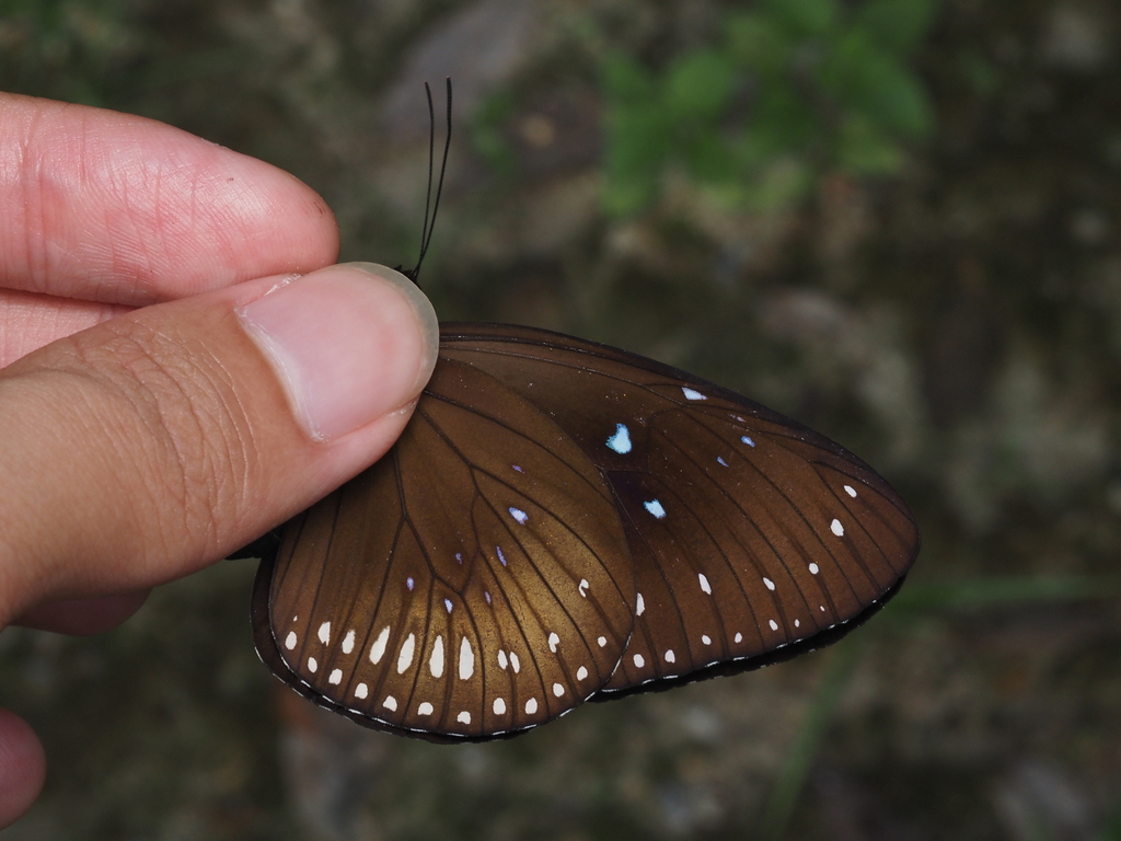 Blue-spotted Crow Butterfly from 中国广东省广州市黄埔区 on May 29, 2024 at 05:10 ...