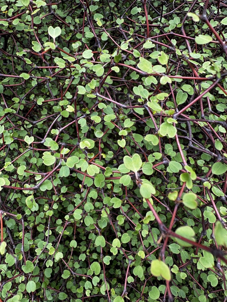 Shrubby tororaro from North Island / Te Ika-a-Māui, Wellington ...