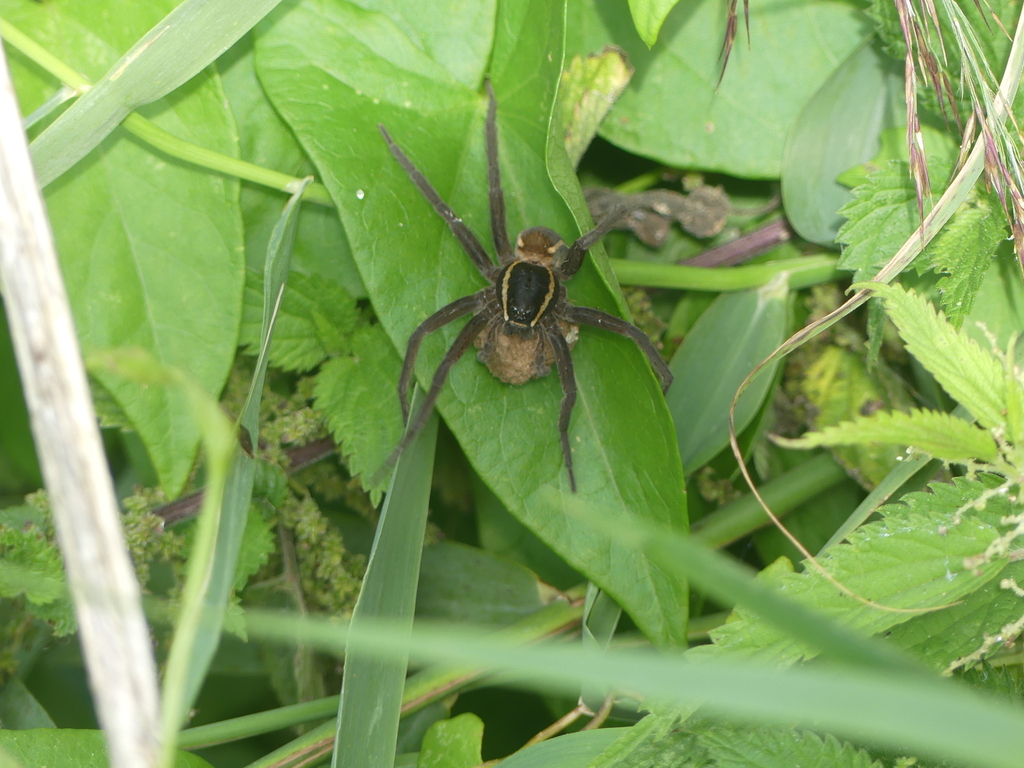 Raft Spider from Strumpshaw Fen, Low Rd, Strumpshaw, Norwich NR13 4HS ...