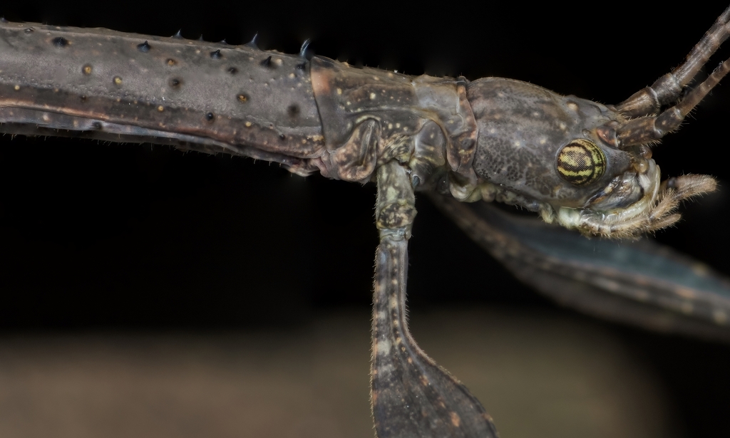 Stick Insects from Bukit Panjang, Singapore on September 06, 2024 at 05 ...