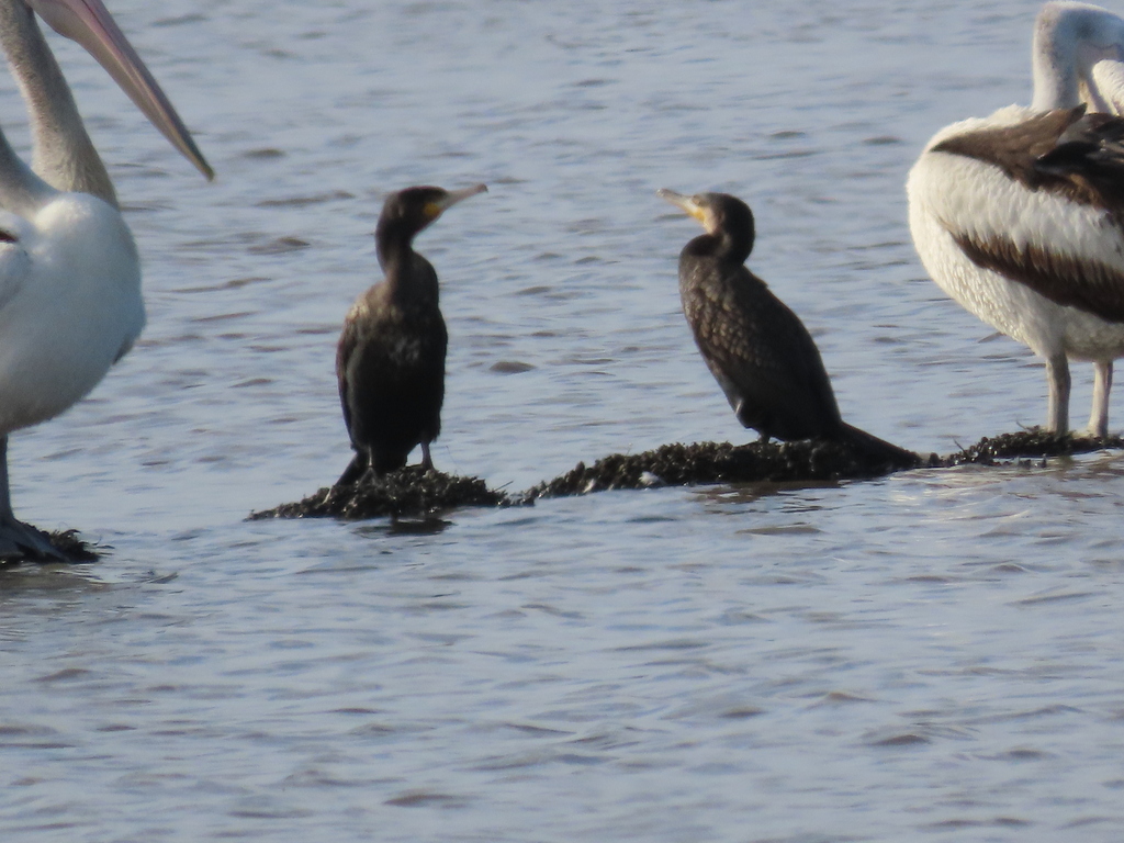 Great Cormorant from Point Wilson VIC 3212, Australia on September 3 ...