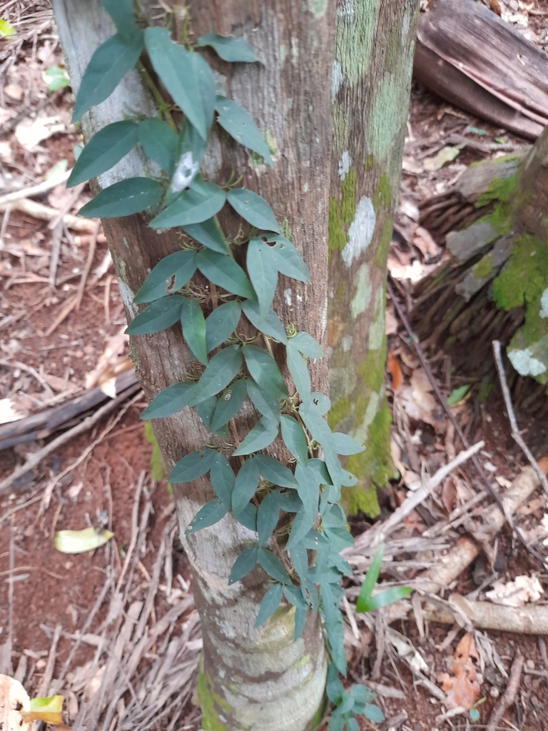 Catclaw vine from Upper Duroby NSW 2486, Australia on August 23, 2024 ...