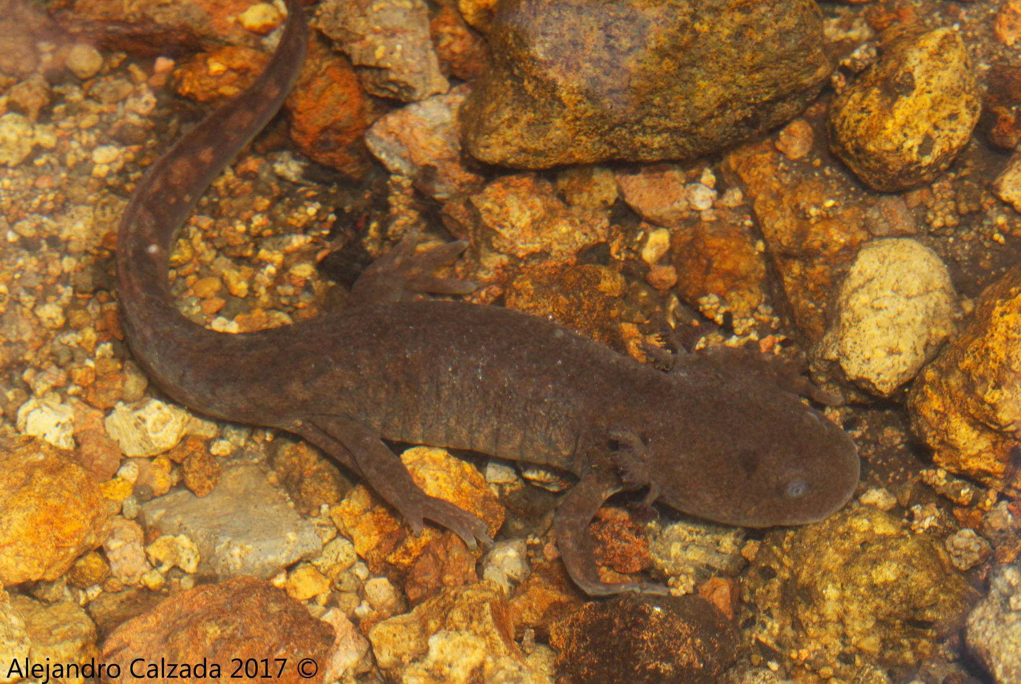 Ambystoma leorae (Taylor, 1943)