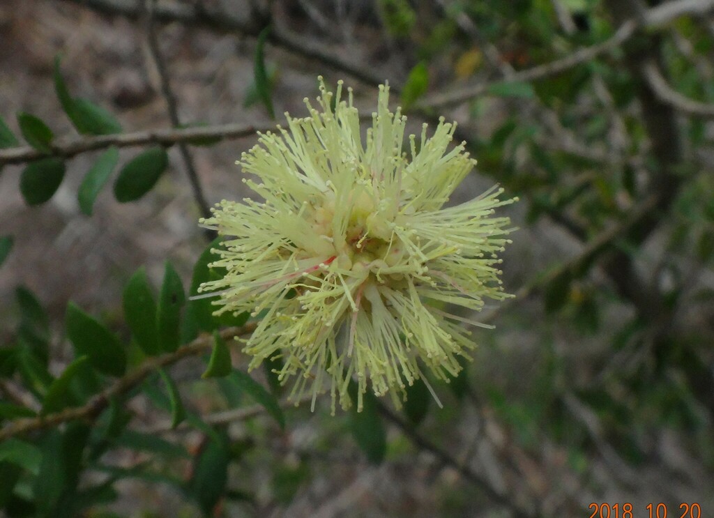 Sand Wattle Myrtle from College Grove WA 6230, Australia on October 20 ...