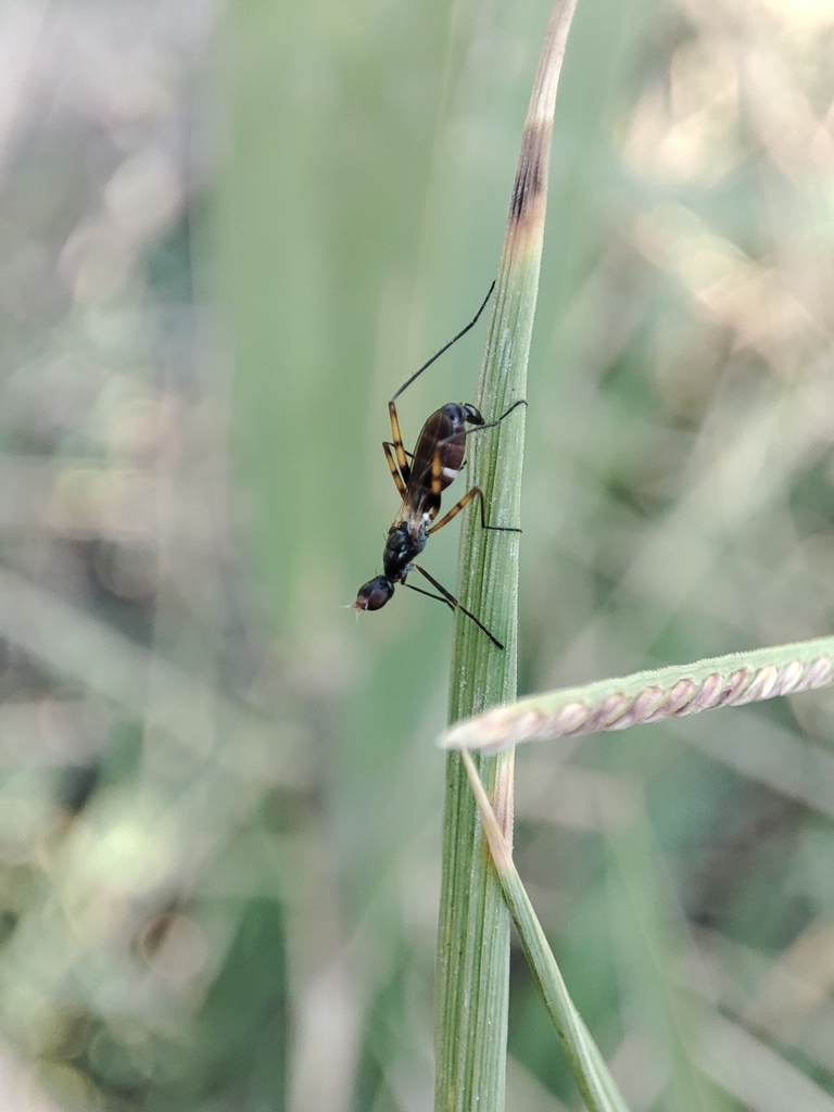 Micropeza nigra from Арарат, Армения on July 13, 2024 at 08:38 AM by ...