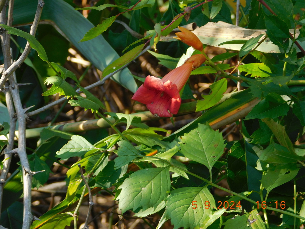 American trumpet vine from Wellfleet, MA, USA on September 5, 2024 at ...