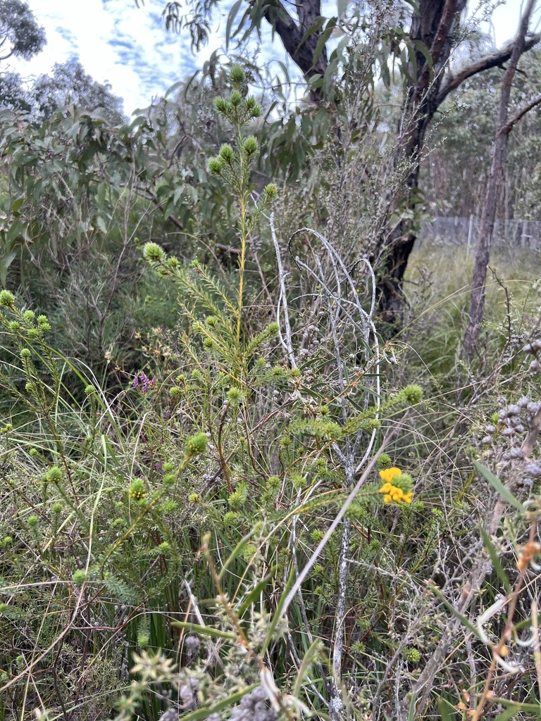 swamp bush-pea from Sugarloaf Ward, Kinglake, VIC, AU on September 6 ...
