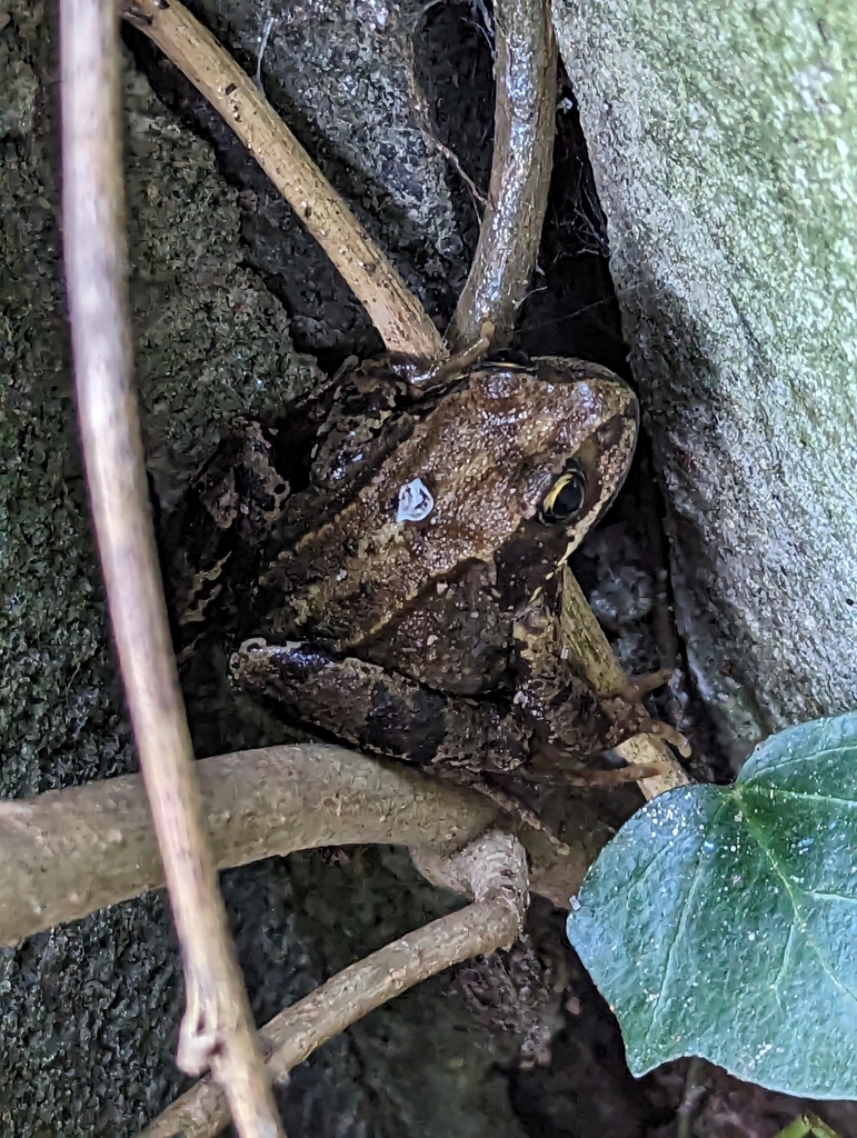 European Common Frog from Ballyboden, Dublin, Ireland on August 29 ...