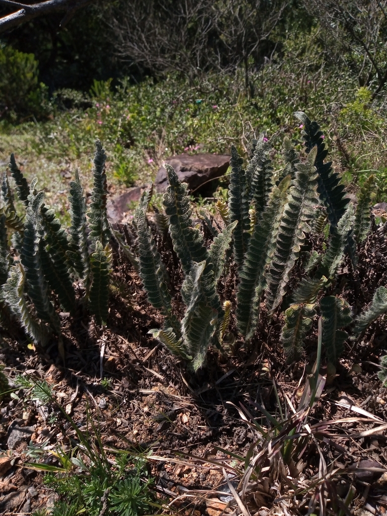 Pleopeltis lepidopteris from Cerro San Antonio, 20200, 20200 Piriápolis ...