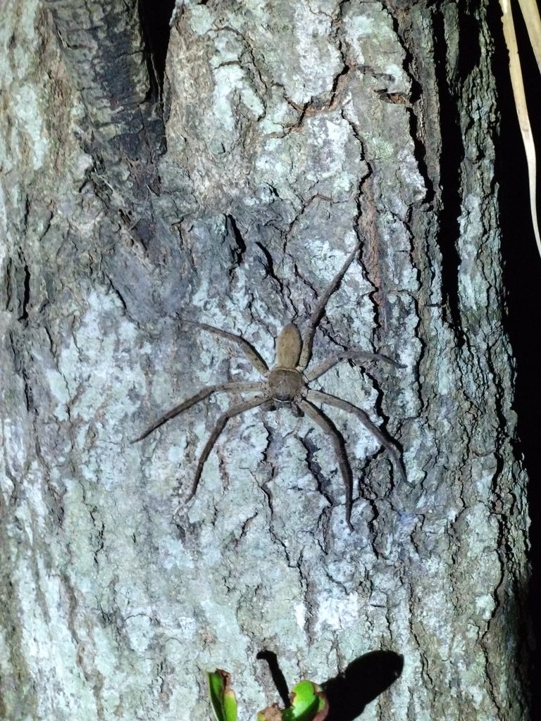 Pantropical Huntsman Spider from 901-2224, Japan on September 6, 2024 ...