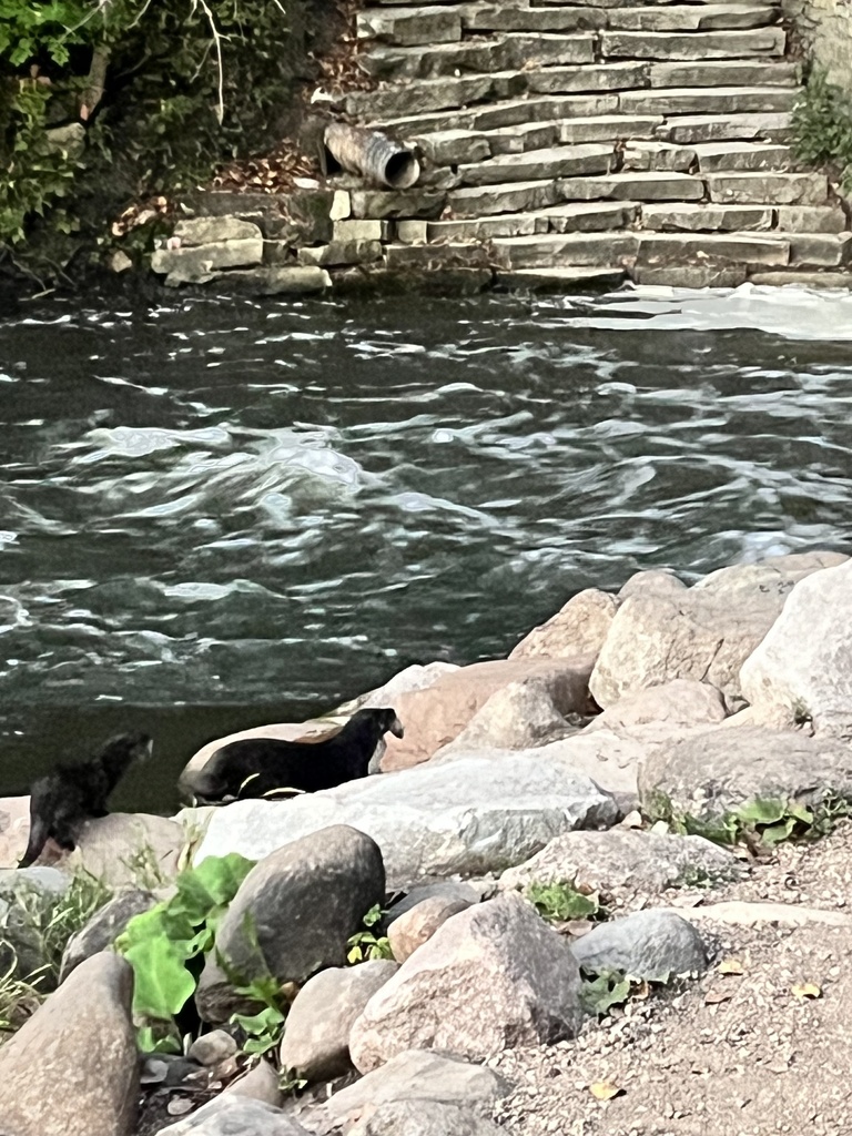 North American River Otter from Minnehaha Regional Park, Minneapolis ...