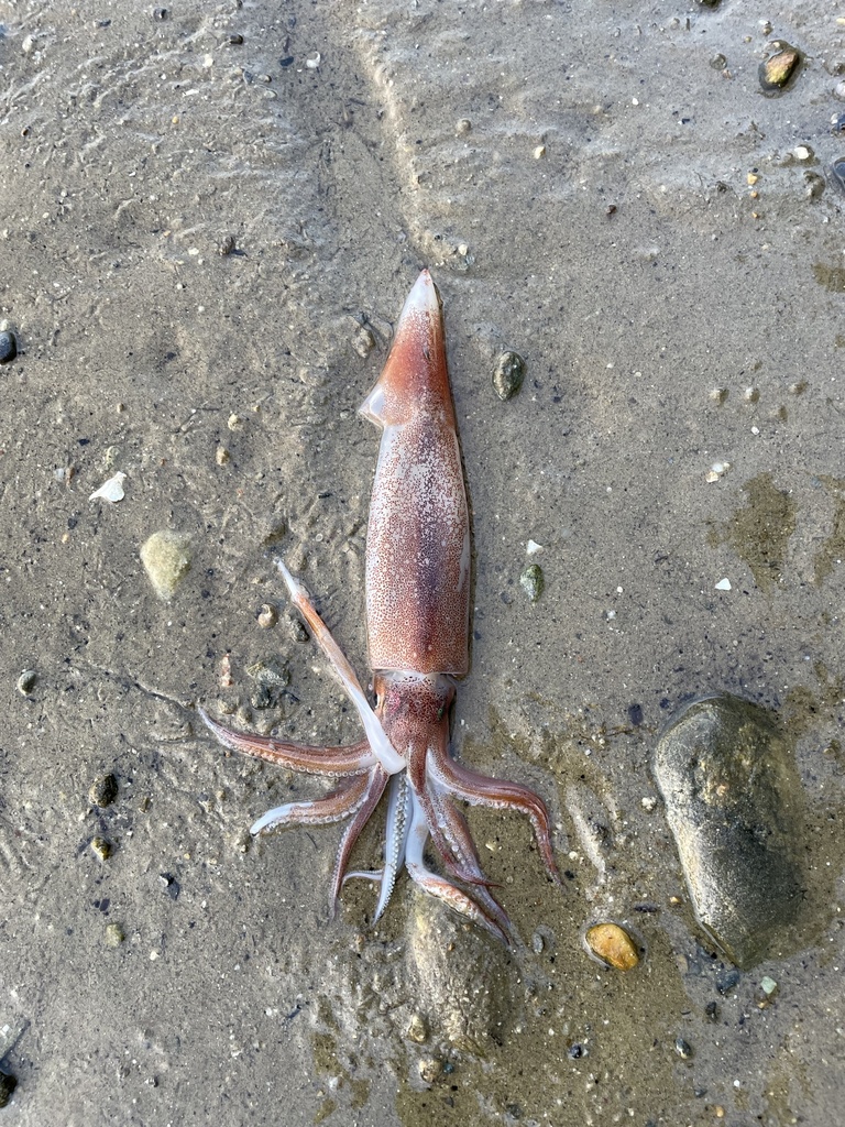 Northern Shortfin Squid from Casco Terr, Falmouth, ME, US on September ...
