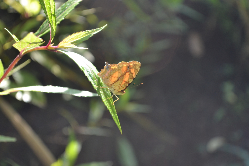 Common Jester from Dusun Ngadas, Ngadas, Kec. Poncokusumo, Kabupaten ...