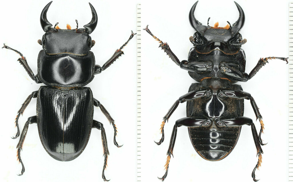 Dorcus hopei hopei from 7MRW+8PH, Jinzhai County, Lu'An, Anhui, China ...