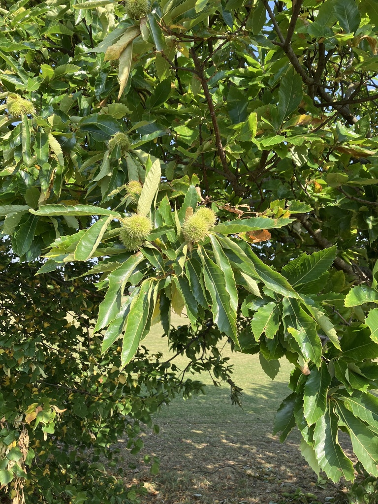 Sweet Chestnut from Rotherham Road, Barnsley, England, GB on 06 ...