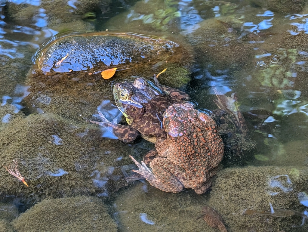 American Bullfrog from East-West Rd + Jefferson Hall, Honolulu, HI ...