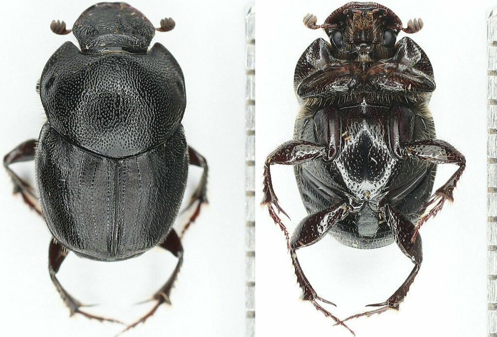 Scooped Scarab from Shuchazhen, Shucheng County, Lu'An, Anhui, China ...