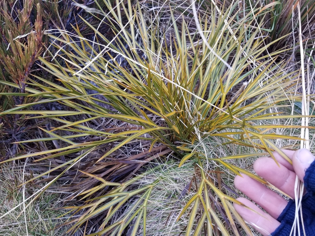 Aciphylla indurata from Mokihinui 7891, New Zealand on June 23, 2019 at ...