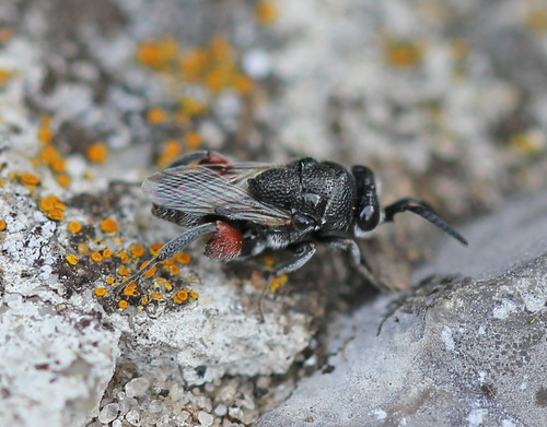 Genus Lasiochalcidia · iNaturalist