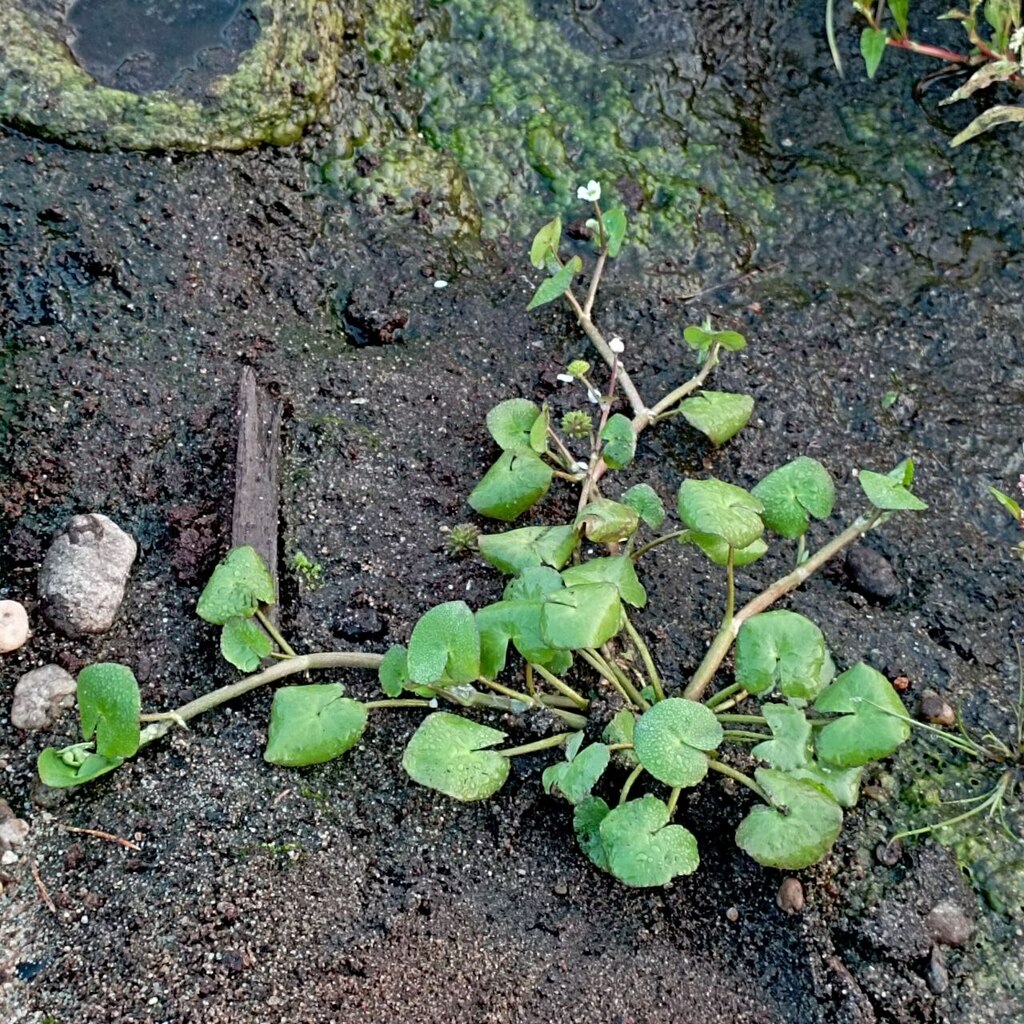 Floating Marsh-marigold from Баргузинский р-н, Респ. Бурятия, Россия on ...