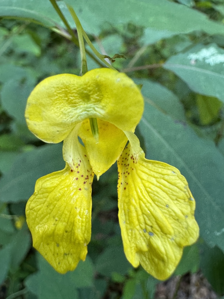 pale jewelweed from Rattlesnake Run, Charleston, WV, US on September 6 ...