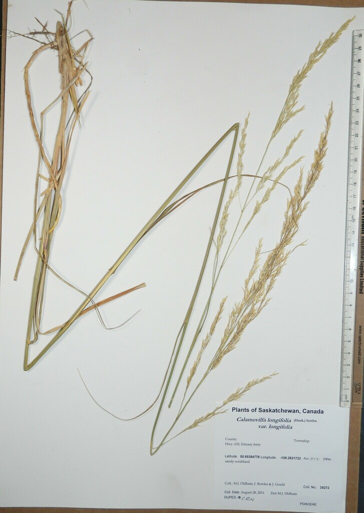 prairie sandreed from Canada, Saskatchewan, County, Hwy. 635, Estuary ...