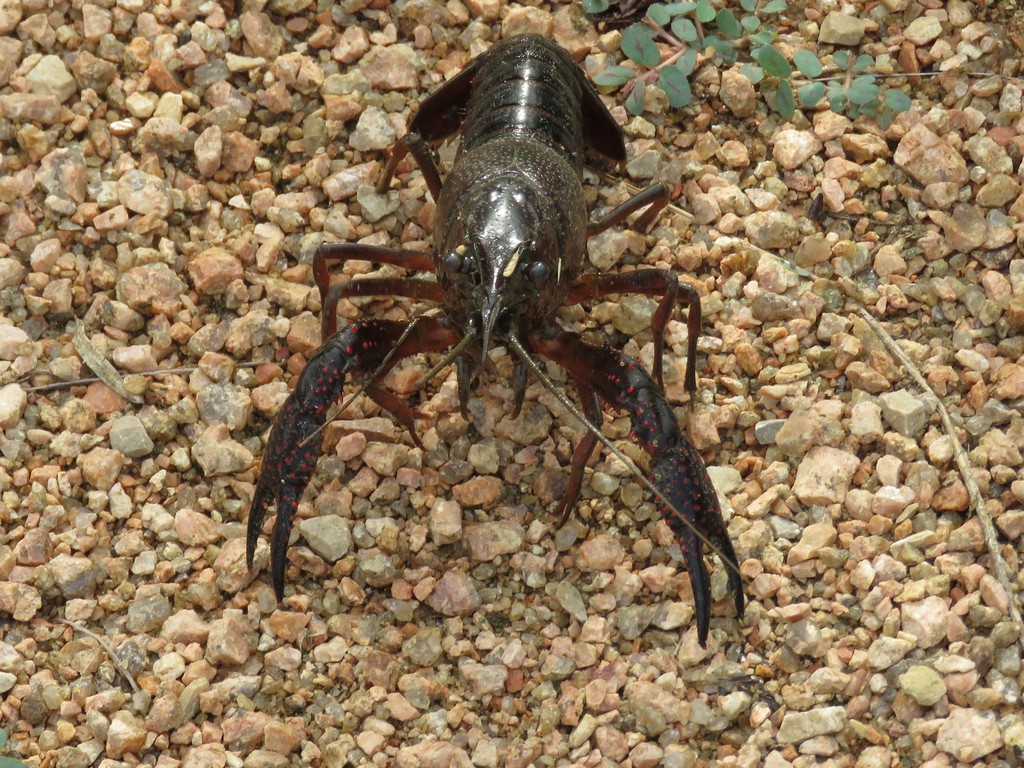 Red Swamp Crayfish from LLELA on July 16, 2016 at 08:35 AM by Richard ...