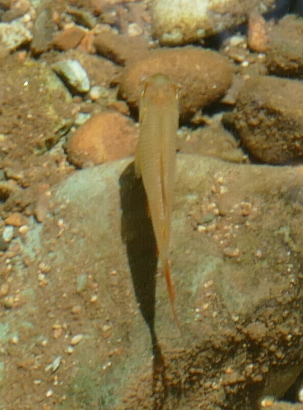 Shortfin Molly from Provincia de Darién, Panamá on March 29, 2023 at 07 ...