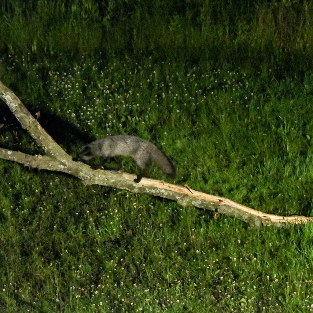 Gray Fox from Hastings, MI 49058, USA on June 22, 2019 at 11:11 PM by ...