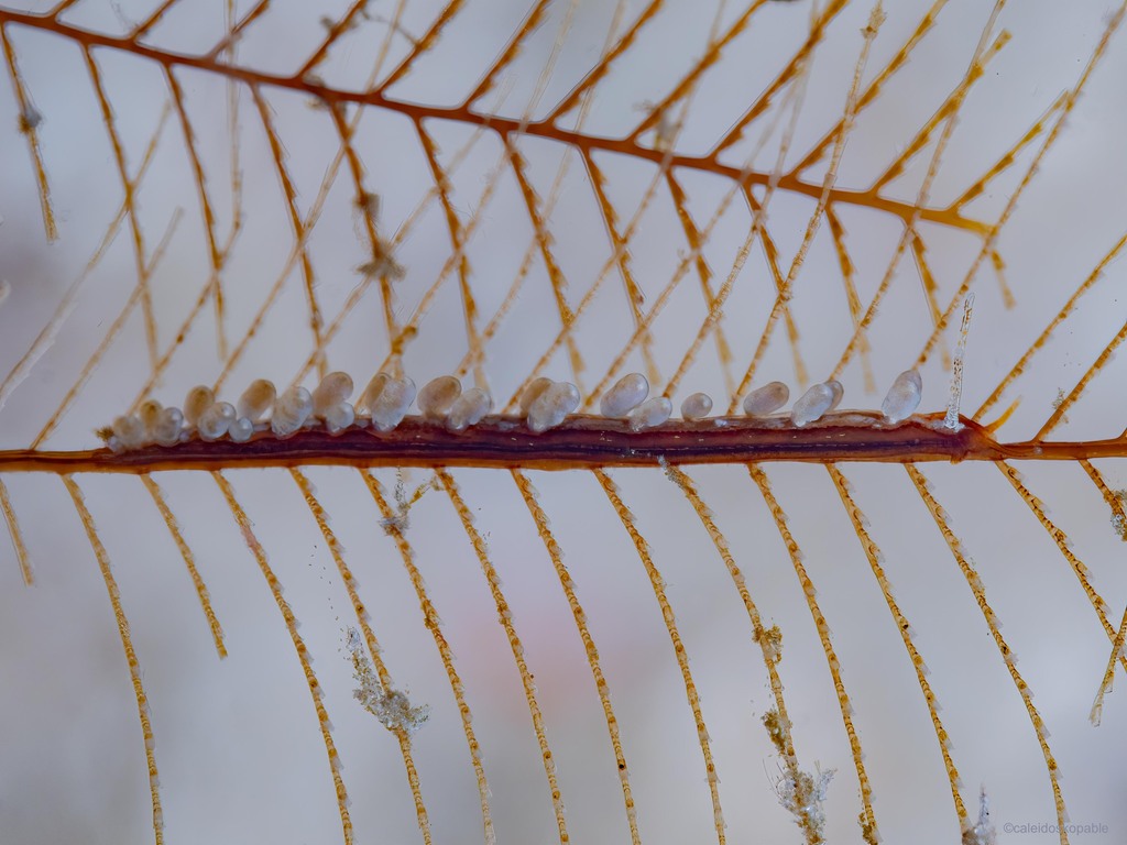 Eubranchus from Romblon Island, Philippines on August 27, 2024 at 09:12 ...