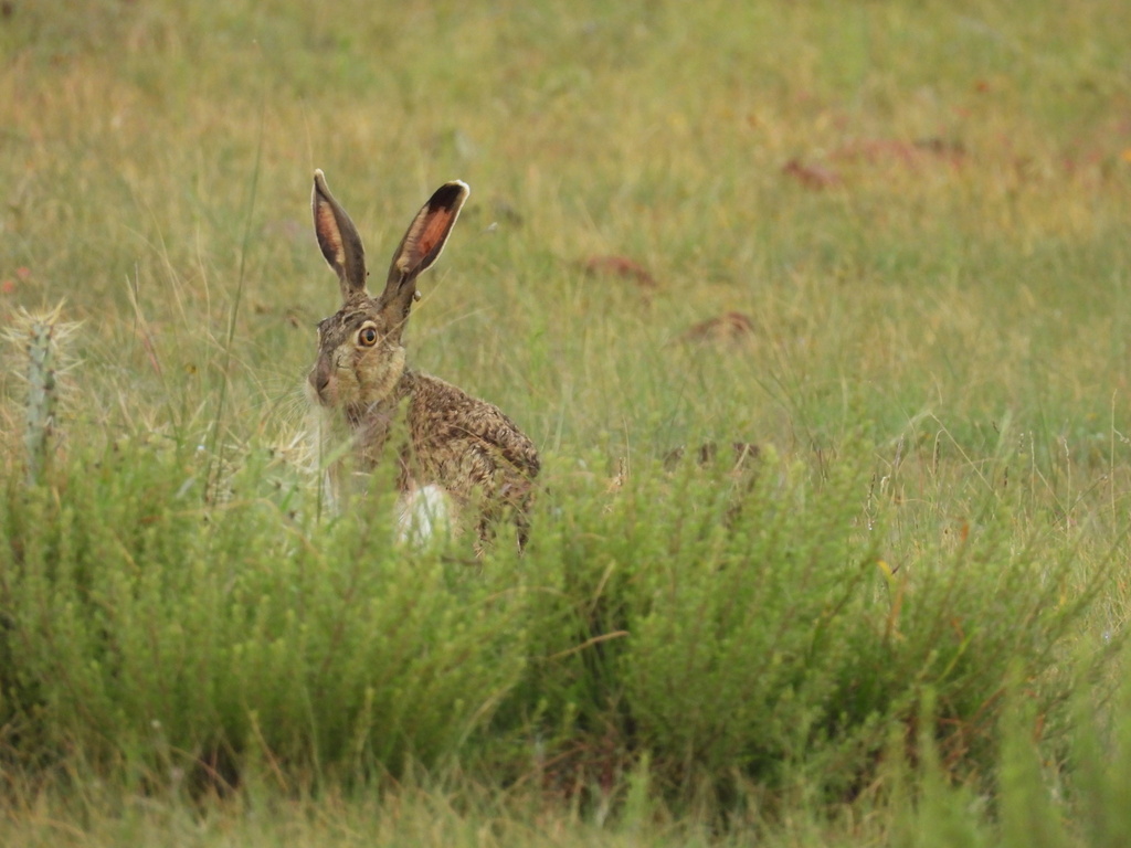 White-sided Jackrabbit in August 2024 by Mayela Rodríguez González ...