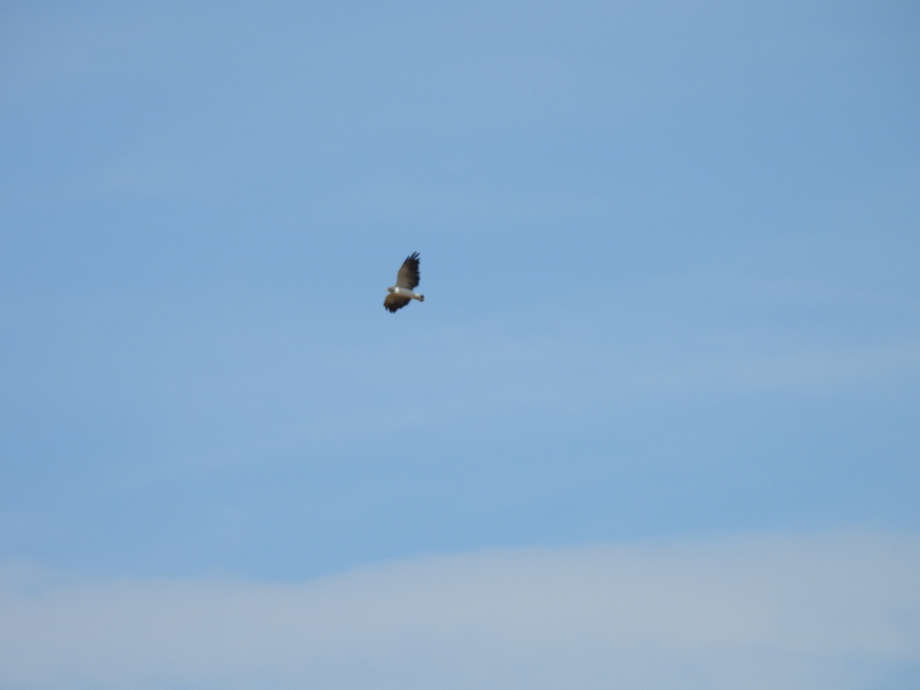White-tailed Hawk from Cuencamé, Dgo., México on August 31, 2024 at 10: ...