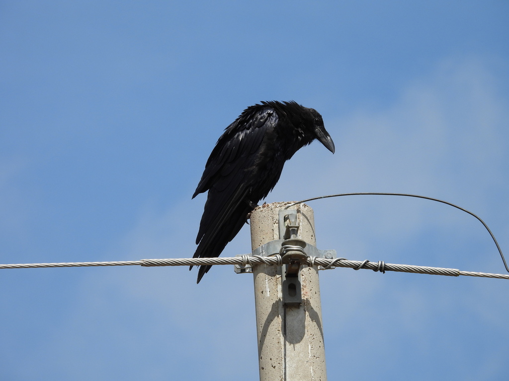 Chihuahuan Raven from Cuencamé, Dgo., México on August 31, 2024 at 10: ...