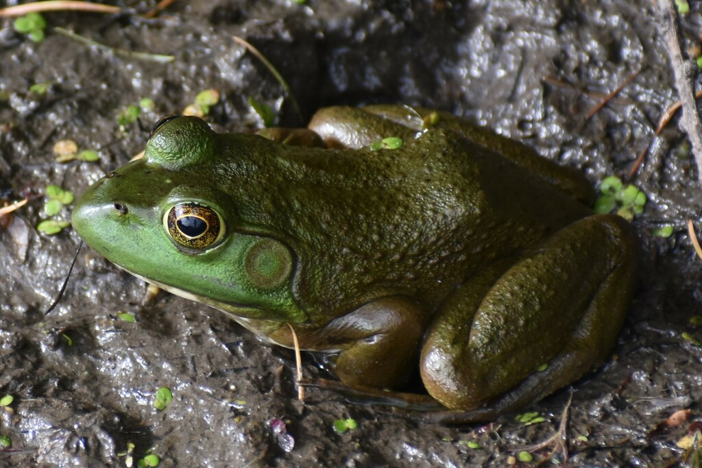 American Bullfrog from Edna Taylor Conservation Park, 802 Femrite Dr ...