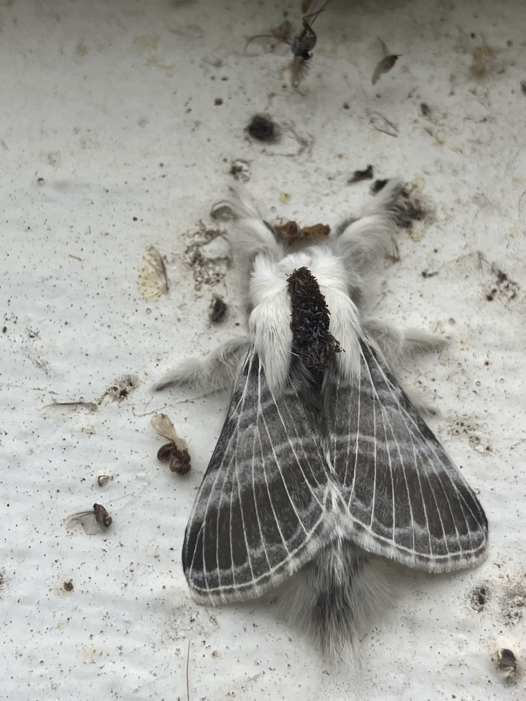 Large Tolype Moth from Alberta Ave, Lanse, MI, US on September 6, 2024 ...