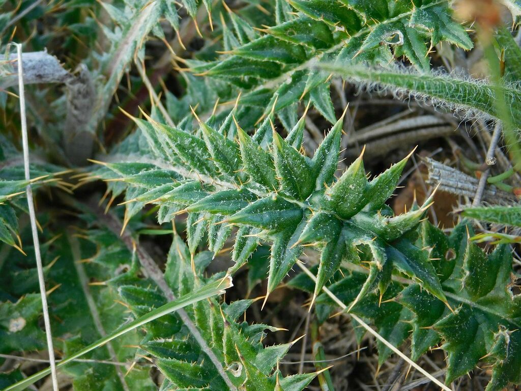 Weed African Thistle from Loerkop Greyton, 7233, South Africa on ...
