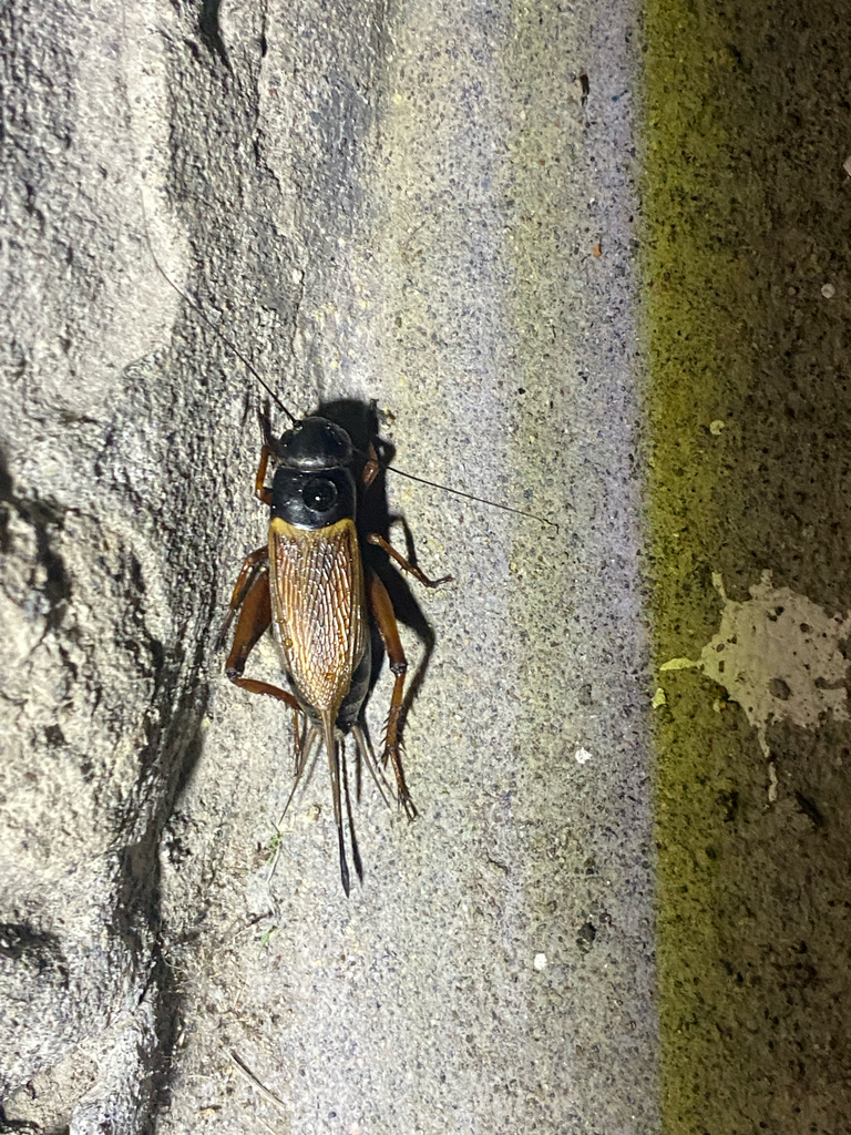 Southern Field Cricket from Povoação on September 5, 2024 at 01:23 AM ...