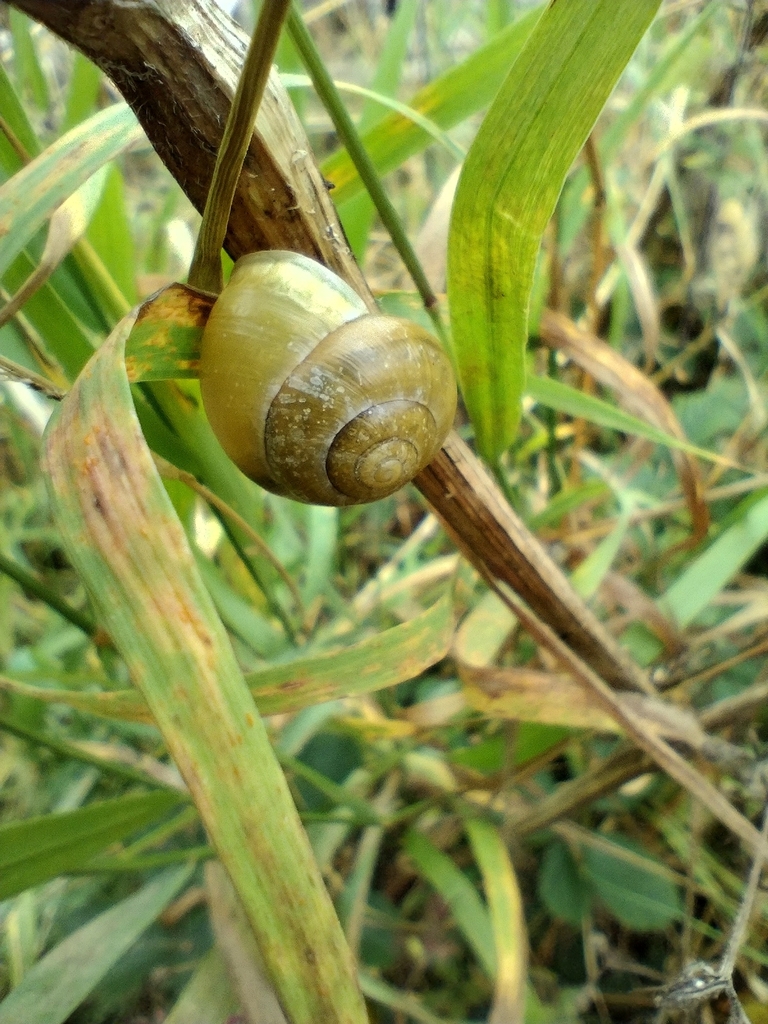 White-lipped Snail from Dudwood Farm, Matlock DE4 2LZ, UK on September ...