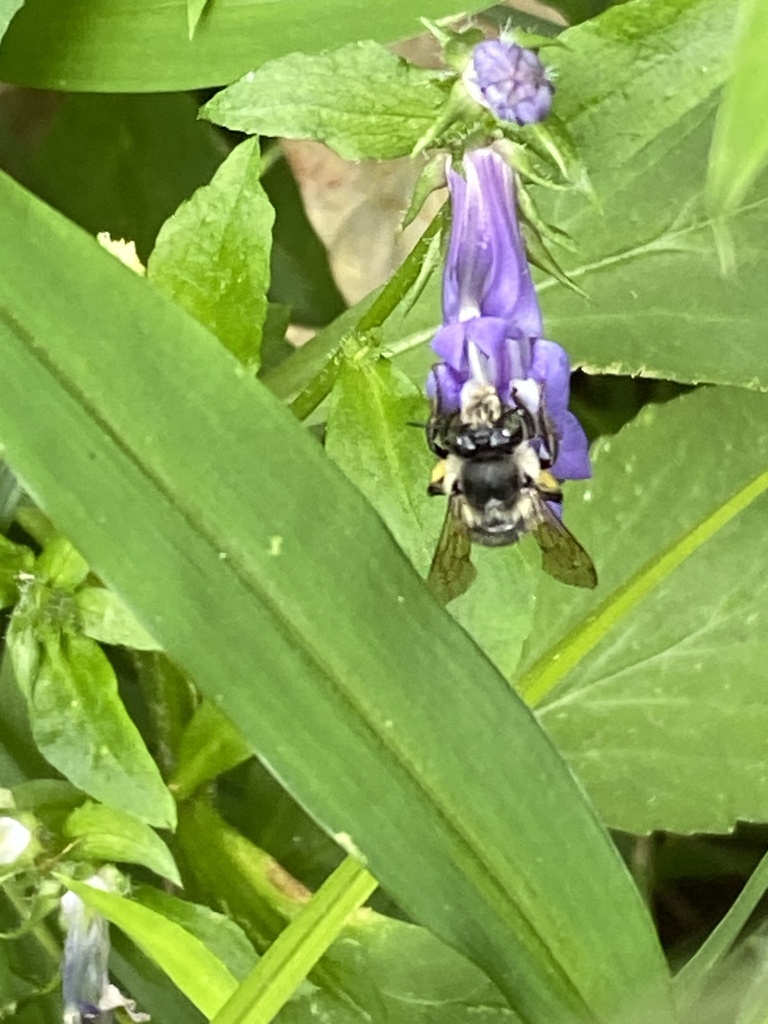 Orange-tipped Wood-digger from Sherman, CT, US on September 6, 2024 at ...